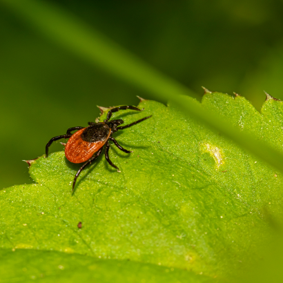 WARTNER pieštukas karpoms, 1.5 ml | eurovaistine.lt